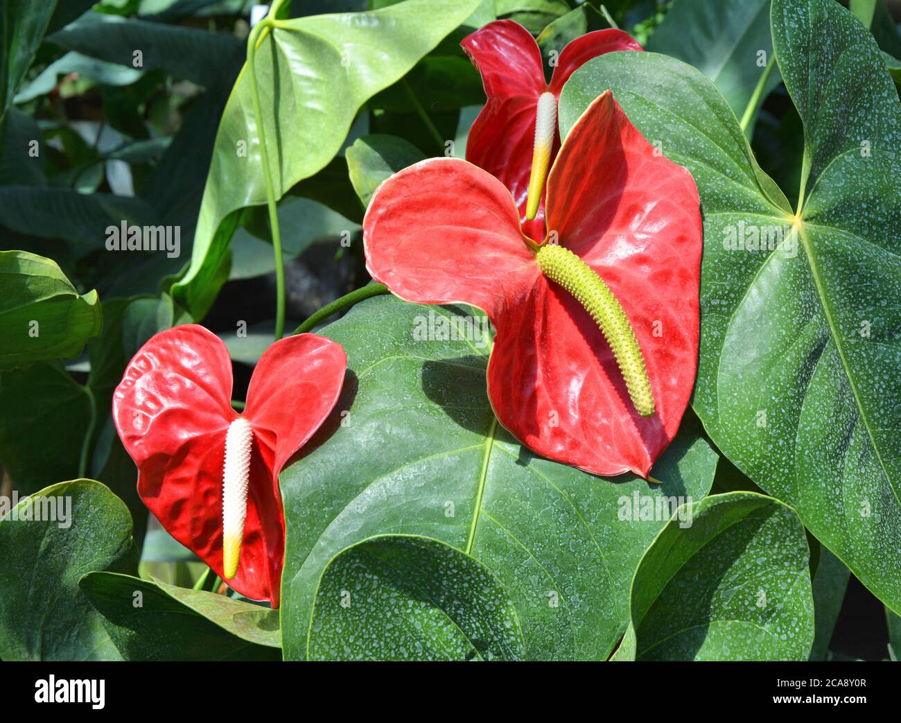 Red flamingo flower Anthurium growing in botanical garden Stock Photo ...