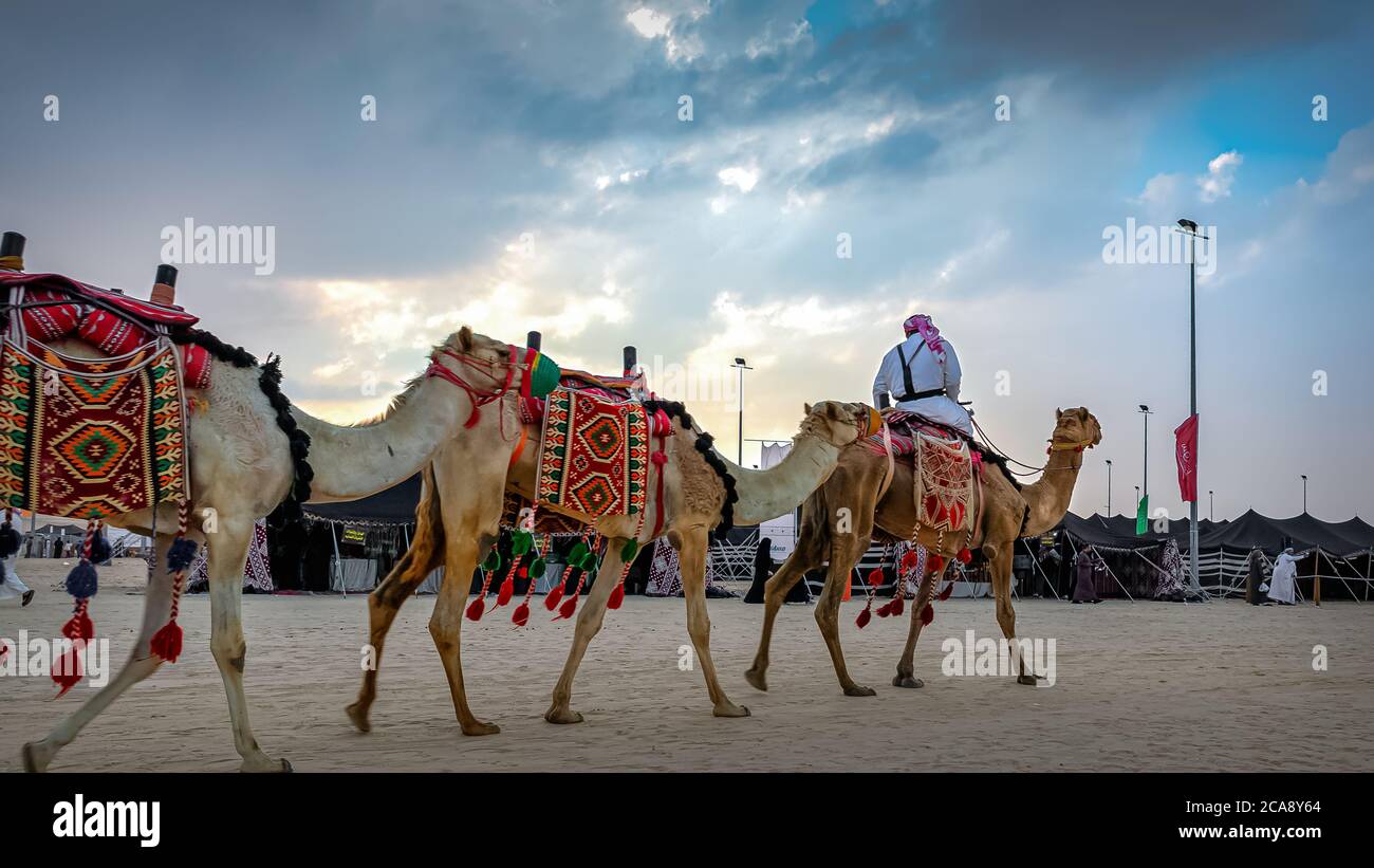 Camel desert crowd hi-res stock photography and images - Alamy