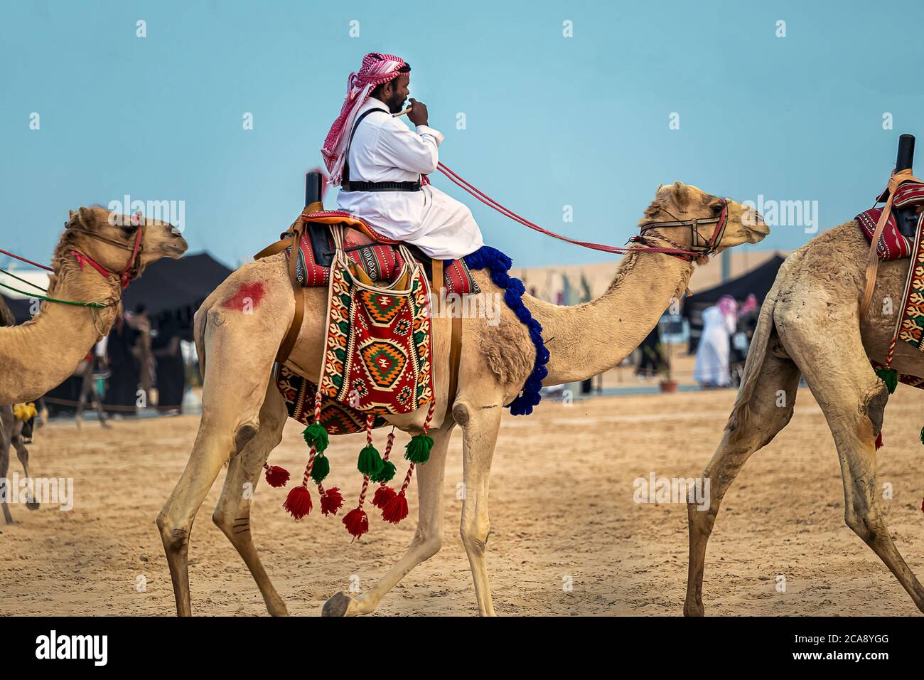 Saudi Arab Camel rider with his camel on traditional desert safari ...