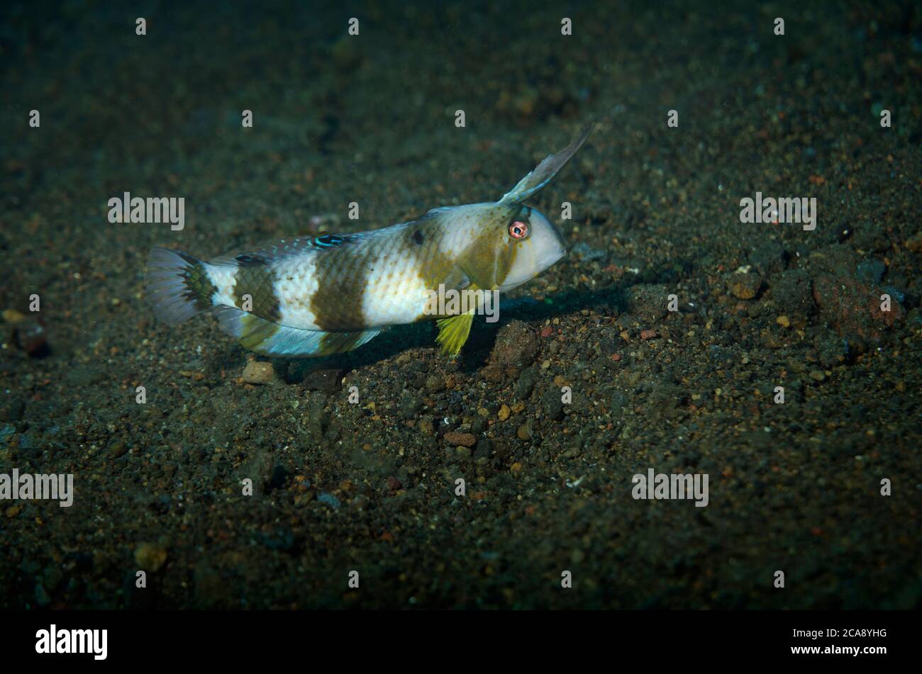 Peacock Razorfish, Iniistius pavo, on volcanic sand, Tulamben, Bali ...