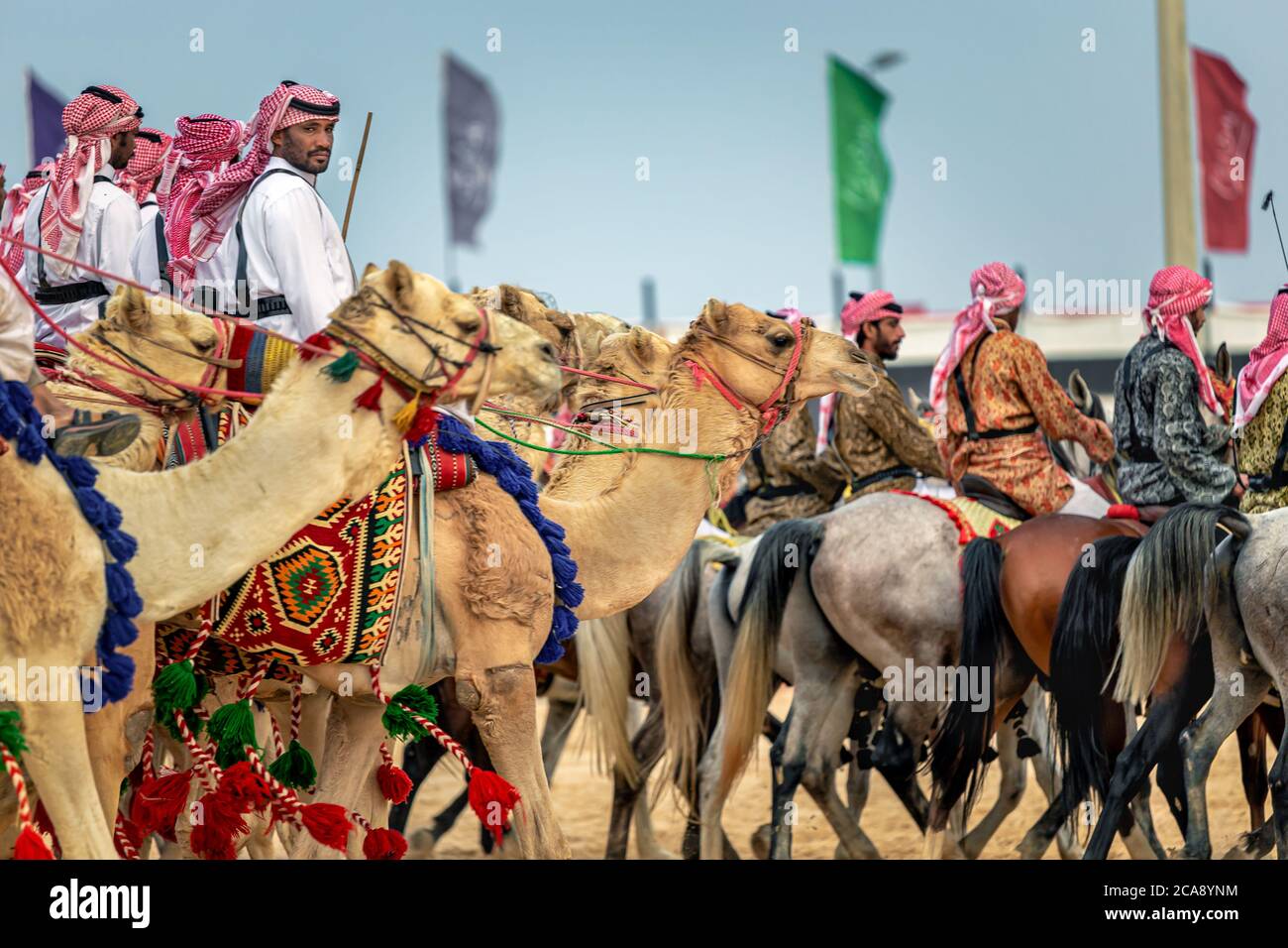 Saudi Arab Camel riders with their camels on traditional desert safari ...