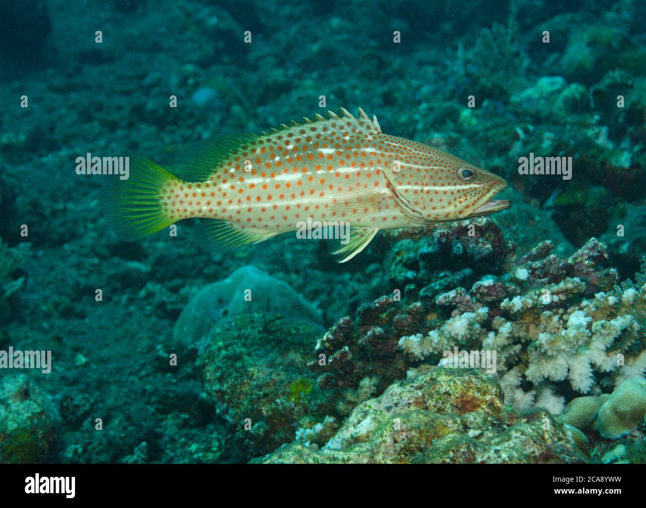 Slender Grouper, Anyperodon leucogrammicus, swimming over reef ...