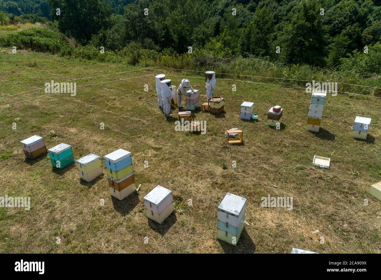 Beekeepers working to collect honey in an area of Florina in northern ...