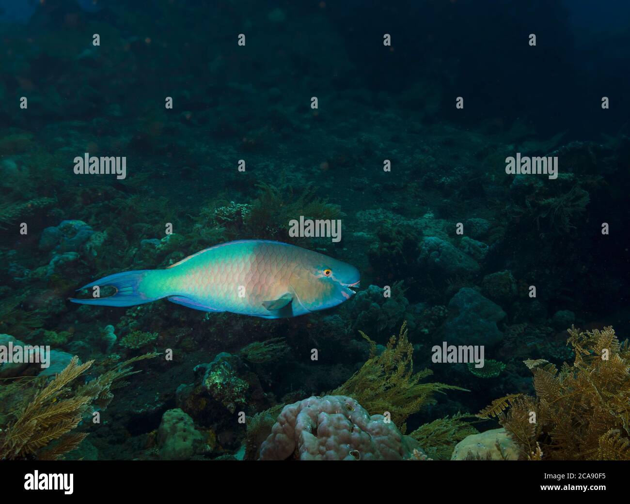 Parrotfish scaridae reef hi-res stock photography and images - Alamy
