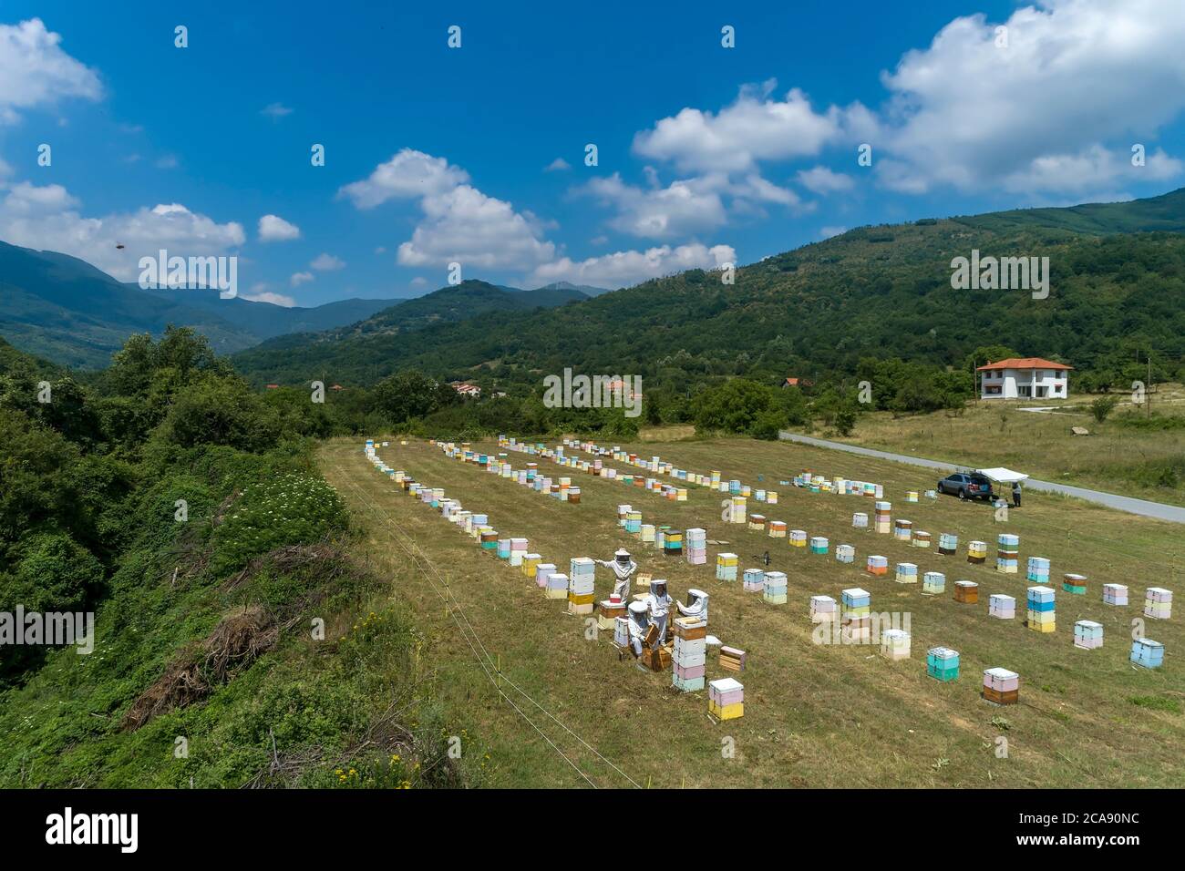 Beekeepers working to collect honey in an area of Florina in northern ...