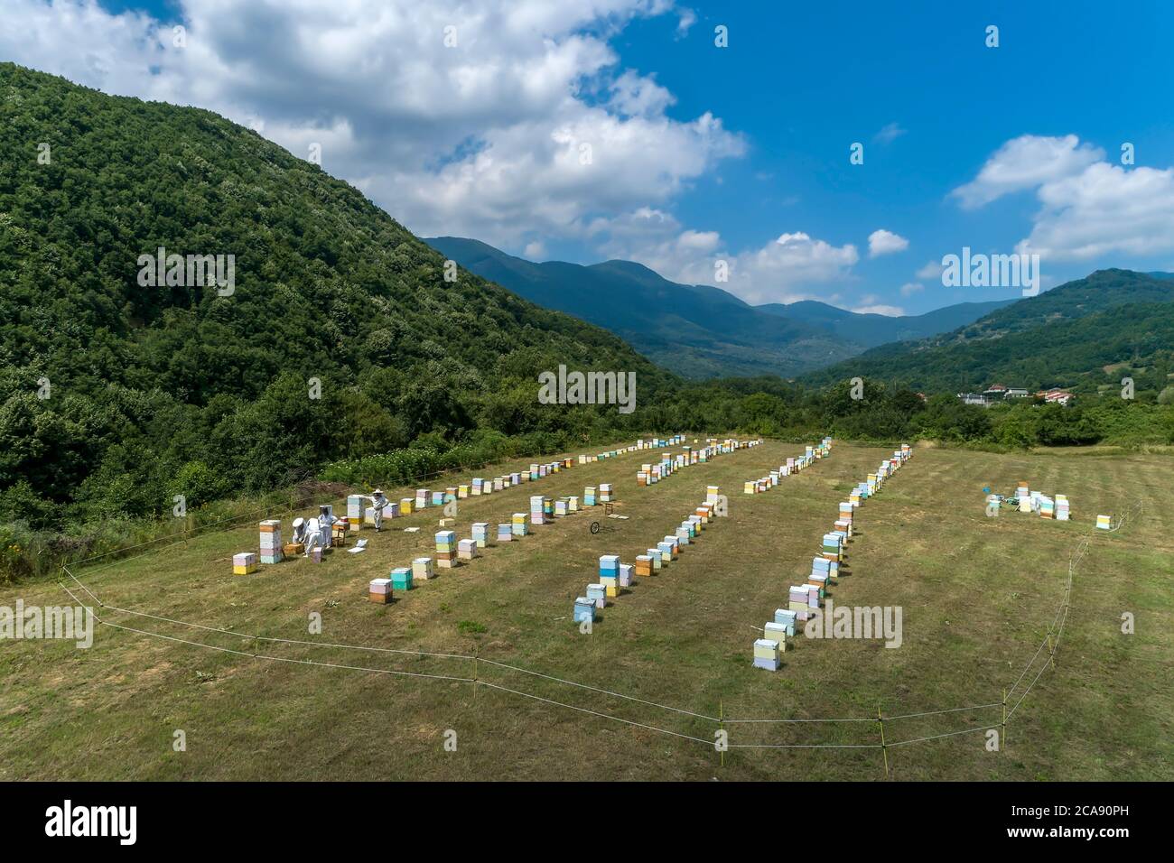 Beekeepers working to collect honey in an area of Florina in northern ...
