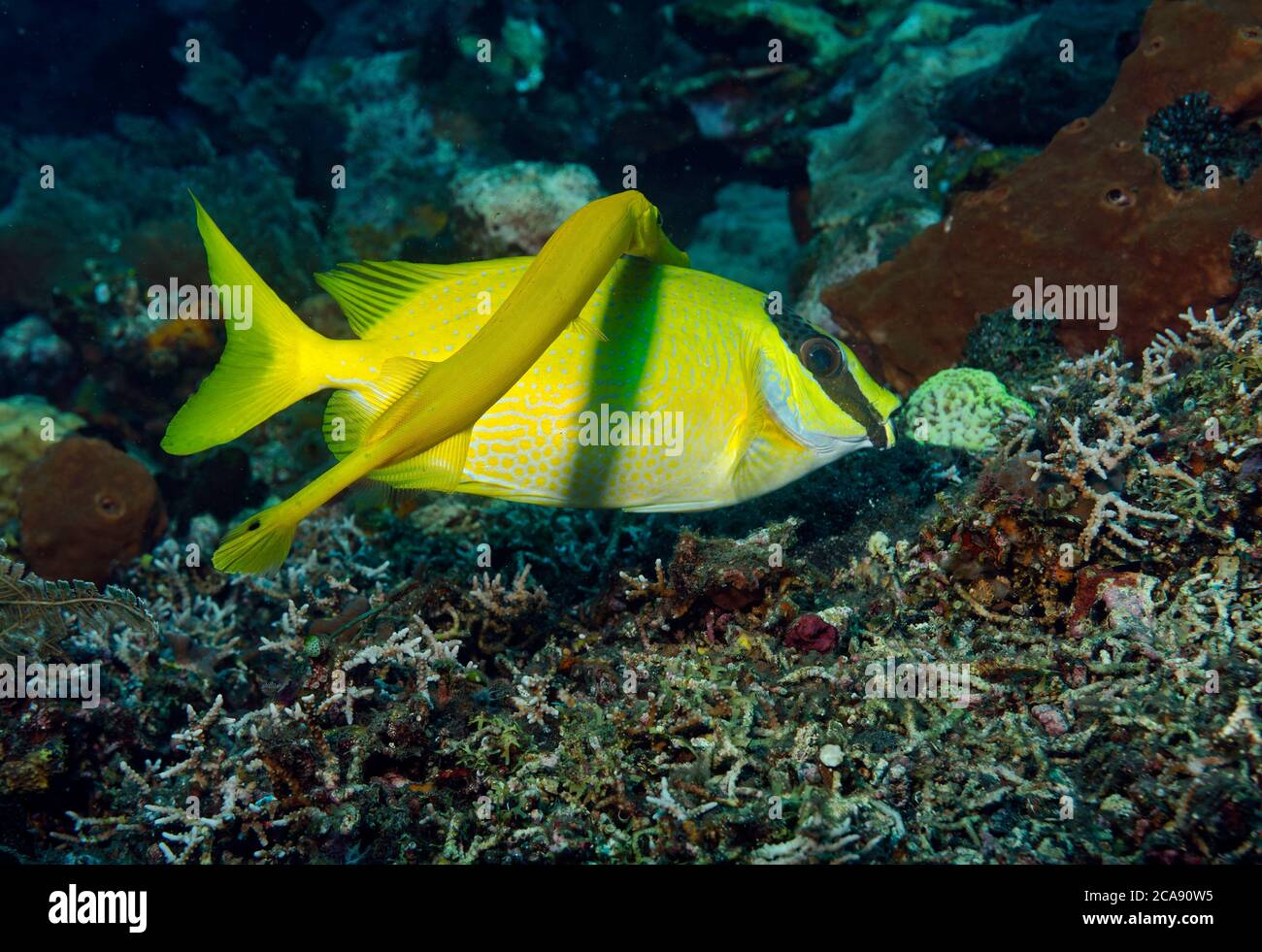Trumpetfish, Aulostomus maculatus, swimming behind a Masked rabbitfish ...