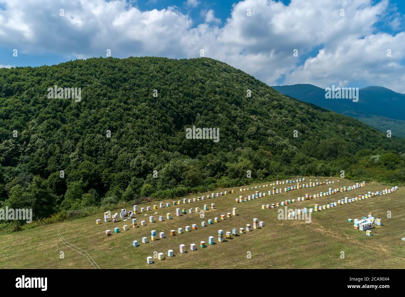 Beekeepers working to collect honey in an area of Florina in northern ...