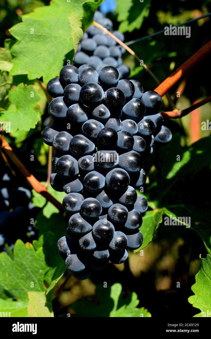 GRAPES IN CROATIA. WINE PRODUCING Stock Photo - Alamy
