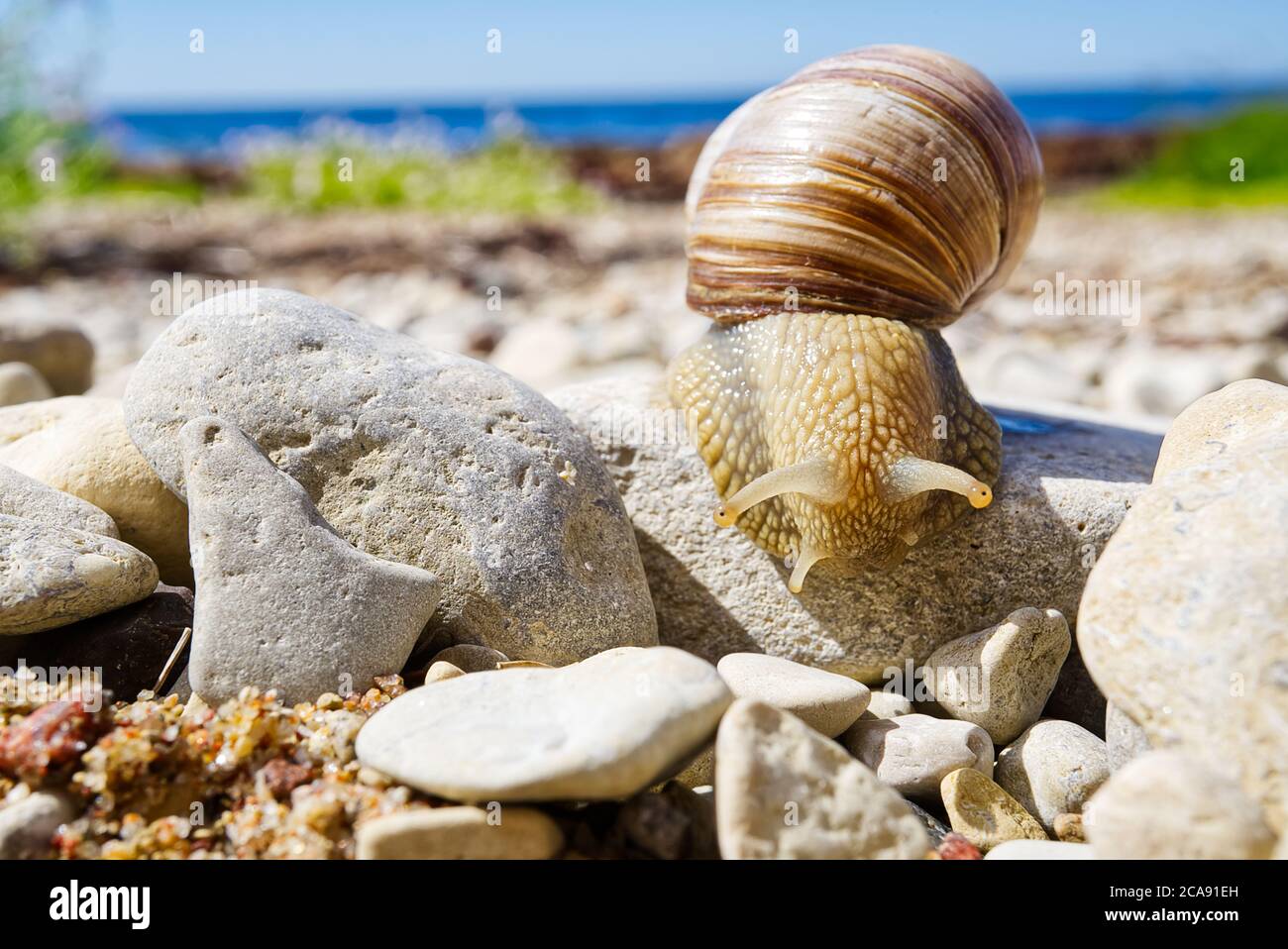 White snail close up on the rocky shore of the baltic sea. Lymnaea ...