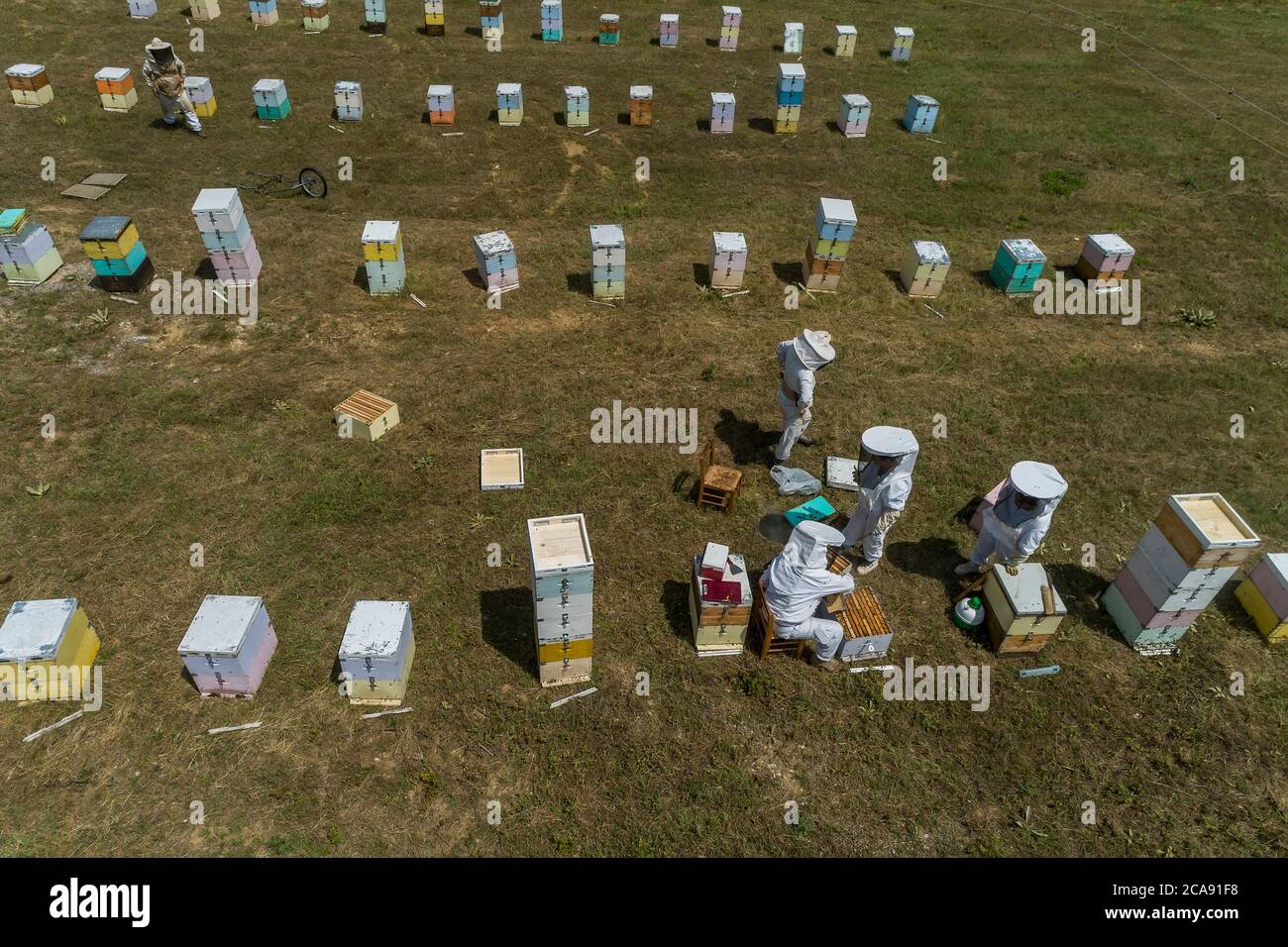 Beekeepers working to collect honey in an area of Florina in northern ...