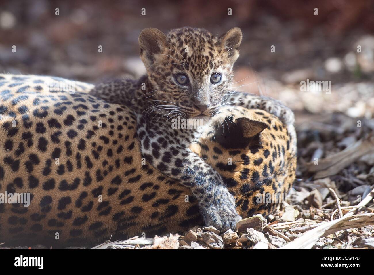 Sri Lankan Leopard Cubs