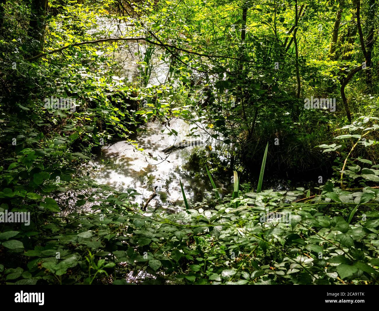 Small pond hidden in a dense forest in the undergrowth Stock Photo - Alamy
