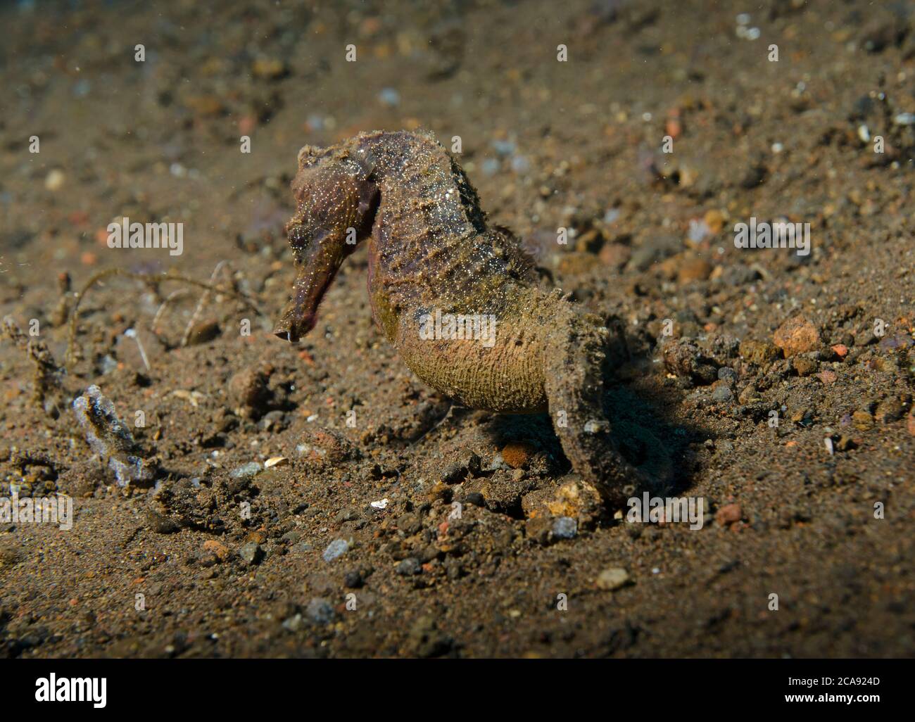 Common seahorse, Hippocampus kuda, in volcanic sand in Tulamben, Bali ...