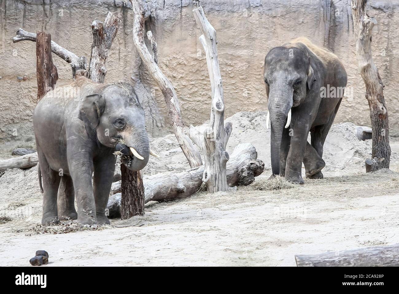 Twee soorten hi-res stock photography and images - Alamy