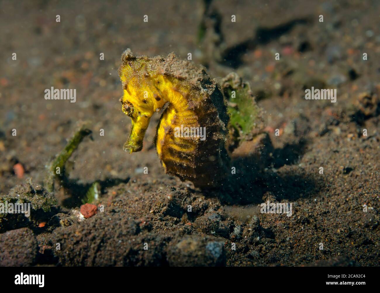 Common seahorse, Hippocampus kuda, in volcanic sand in Tulamben, Bali ...