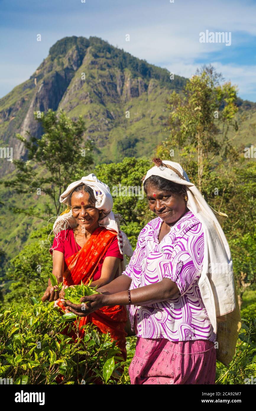 Tea pluckers, Ella, Uva Province, Sri Lanka, Asia Stock Photo - Alamy