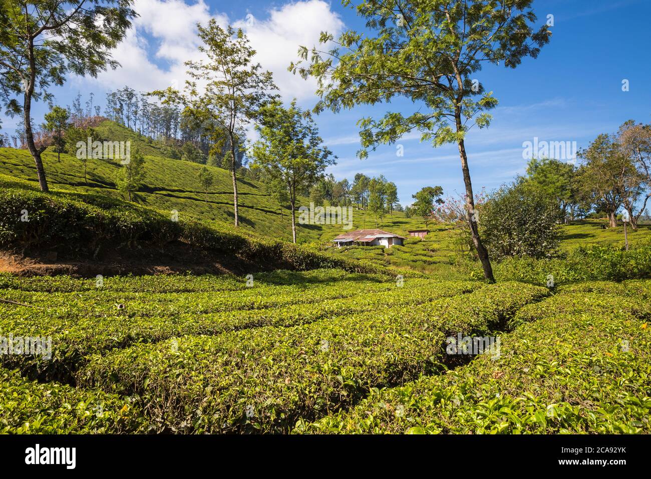 Workers cottage on Tea Estate, Munnar, Kerala, India, Asia Stock Photo ...