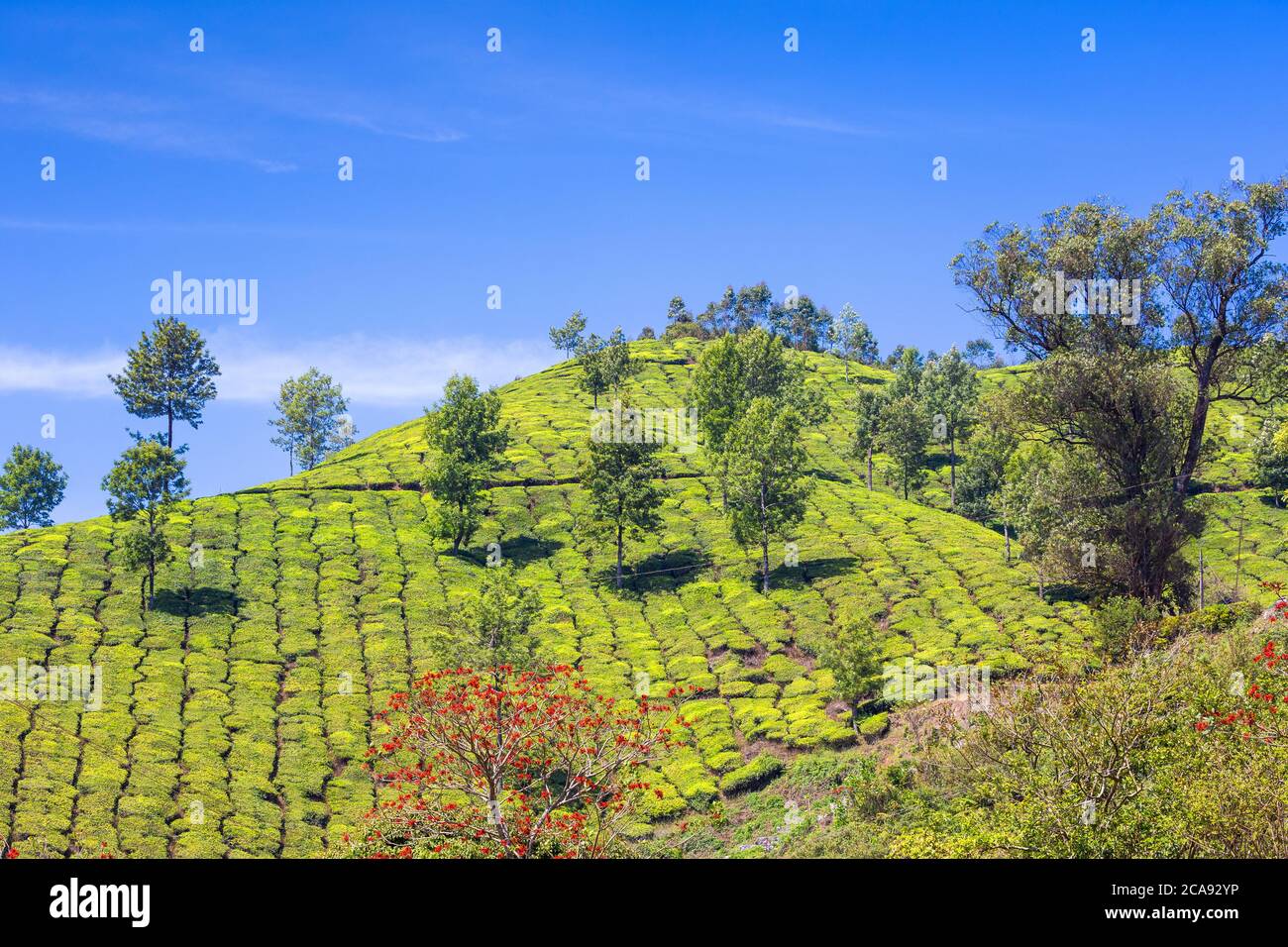 Tea Estate, Munnar, Kerala, India, Asia Stock Photo - Alamy