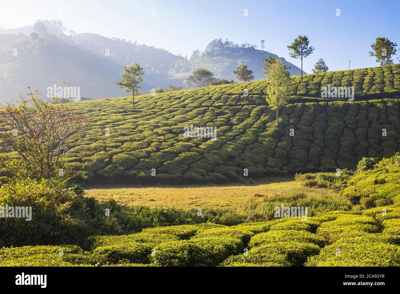 Tea Estate, Munnar, Kerala, India, Asia Stock Photo - Alamy