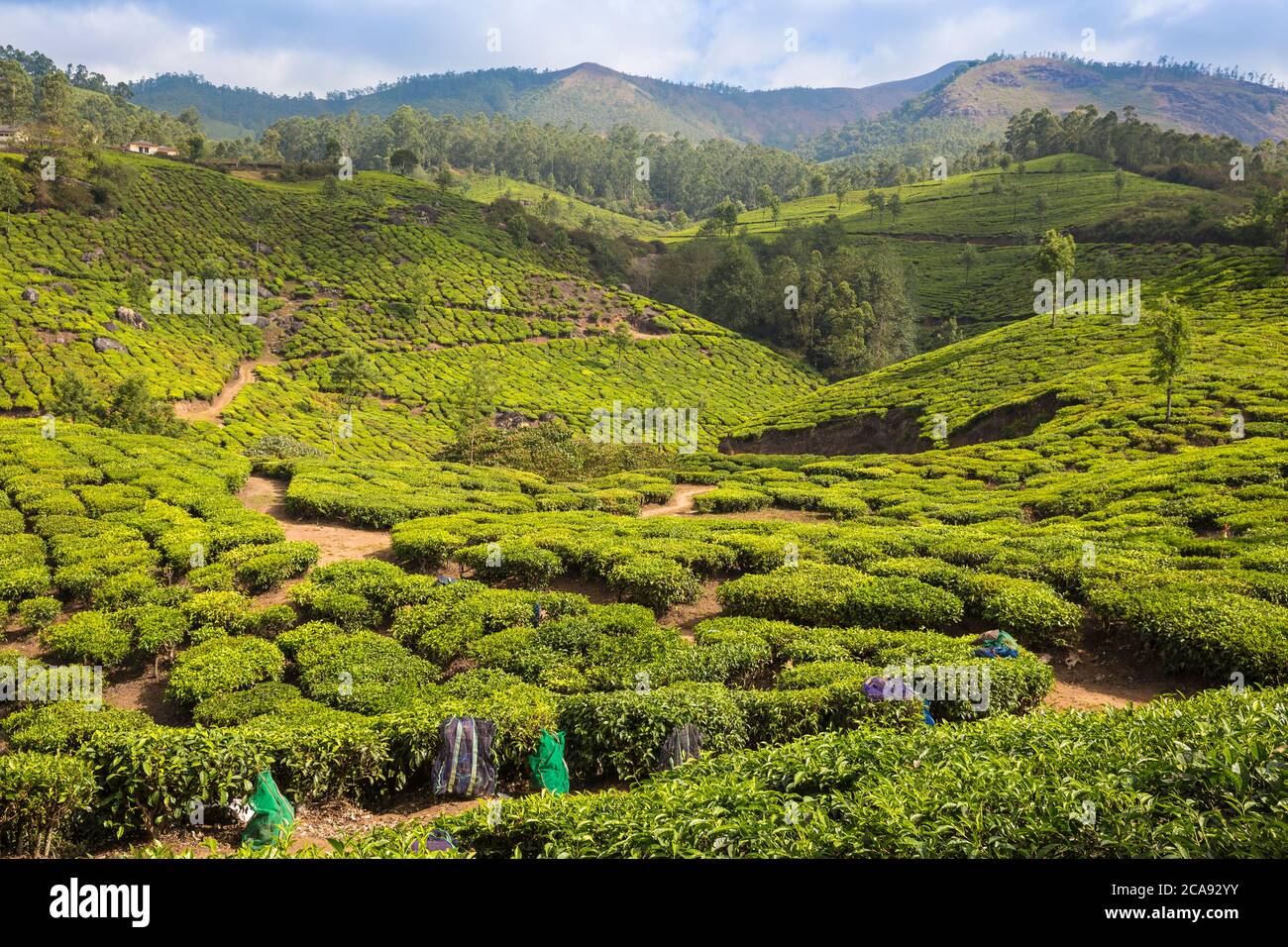 Tea estate, Munnar, Kerala, India, Asia Stock Photo - Alamy