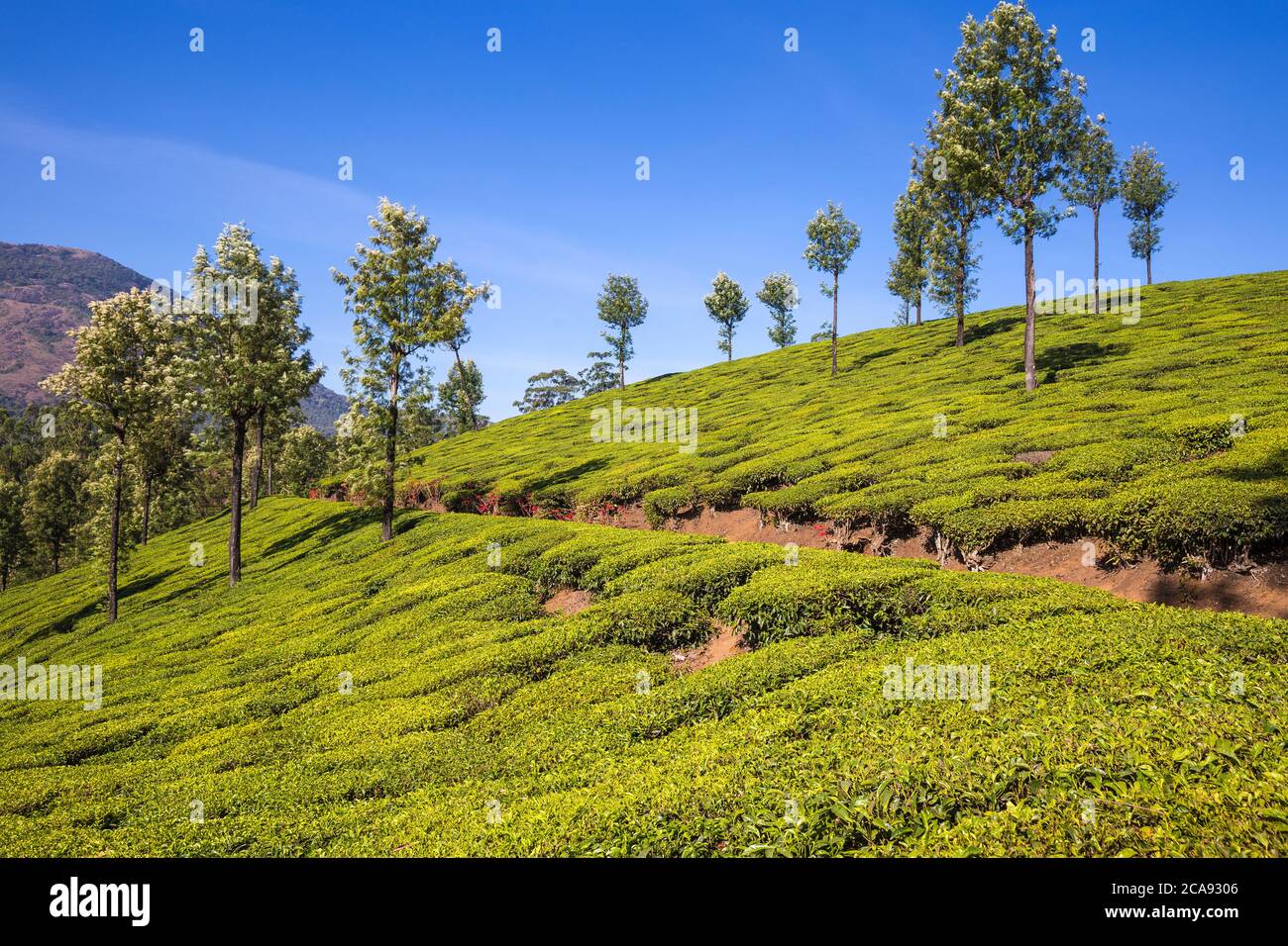 Tea Estate, Munnar, Kerala, India, Asia Stock Photo - Alamy