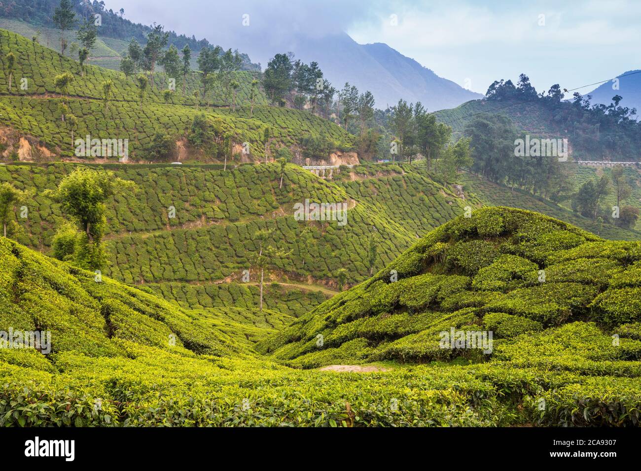 Tea estate, Munnar, Kerala, India, Asia Stock Photo - Alamy