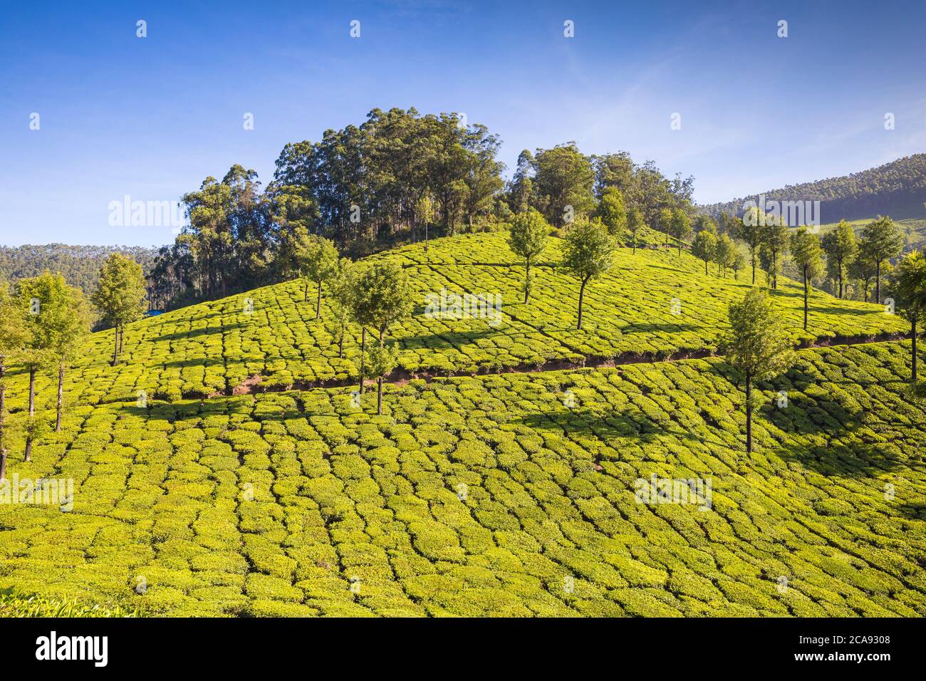 Tea estate, Munnar, Kerala, India, Asia Stock Photo - Alamy