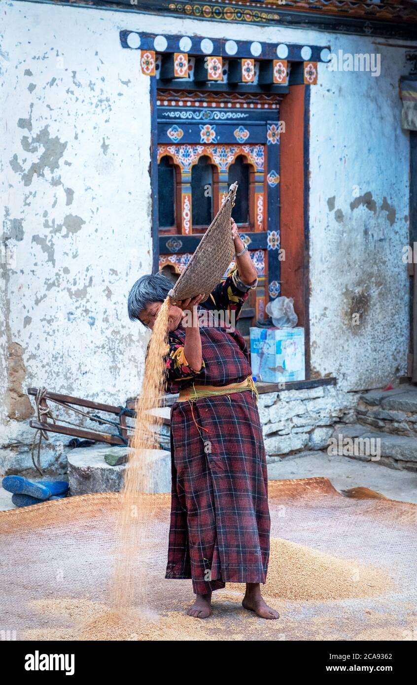 Traditional rice sifting at Tshangkha Village, near Trongsa, Bhutan ...