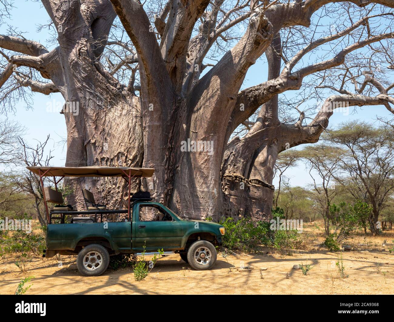 African baobab adansonia digitata hi-res stock photography and images ...