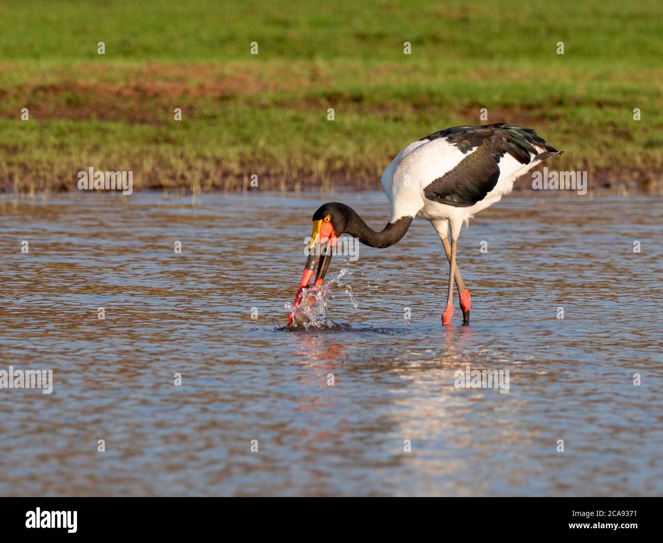 Adult saddle-billed stork (Ephippiorhynchus senegalensis,) searching ...