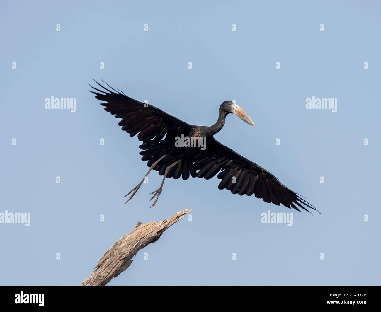 Adult African openbill (Anastomus lamelligerus), taking flight in Lake ...