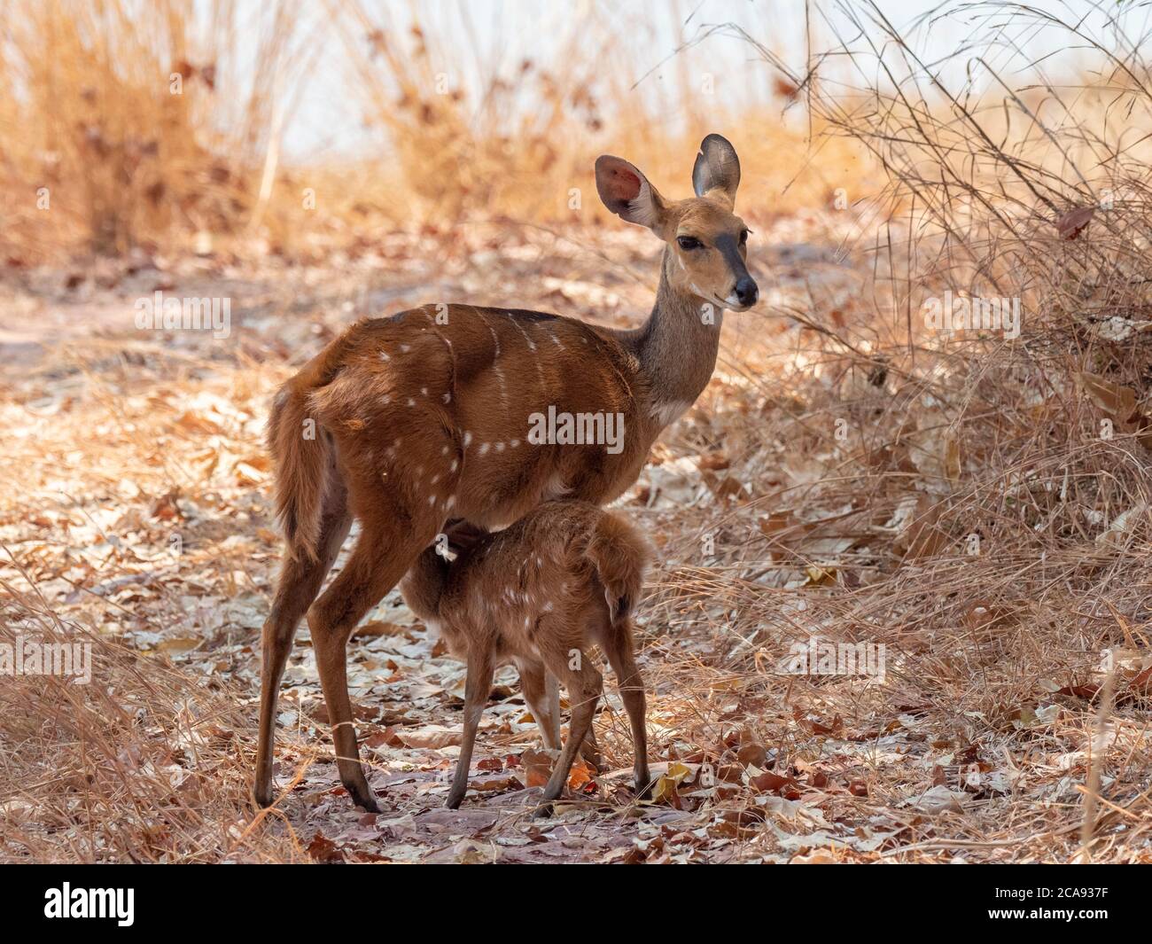Baby Bushbuck