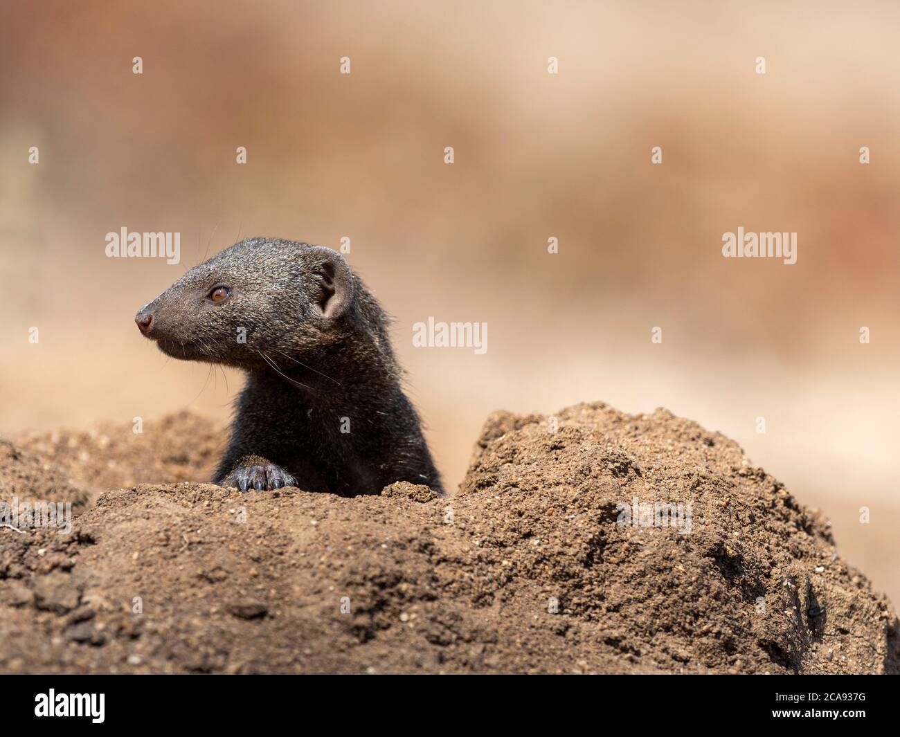 An adult common dwarf mongoose (Helogale parvula), near its burrow in ...