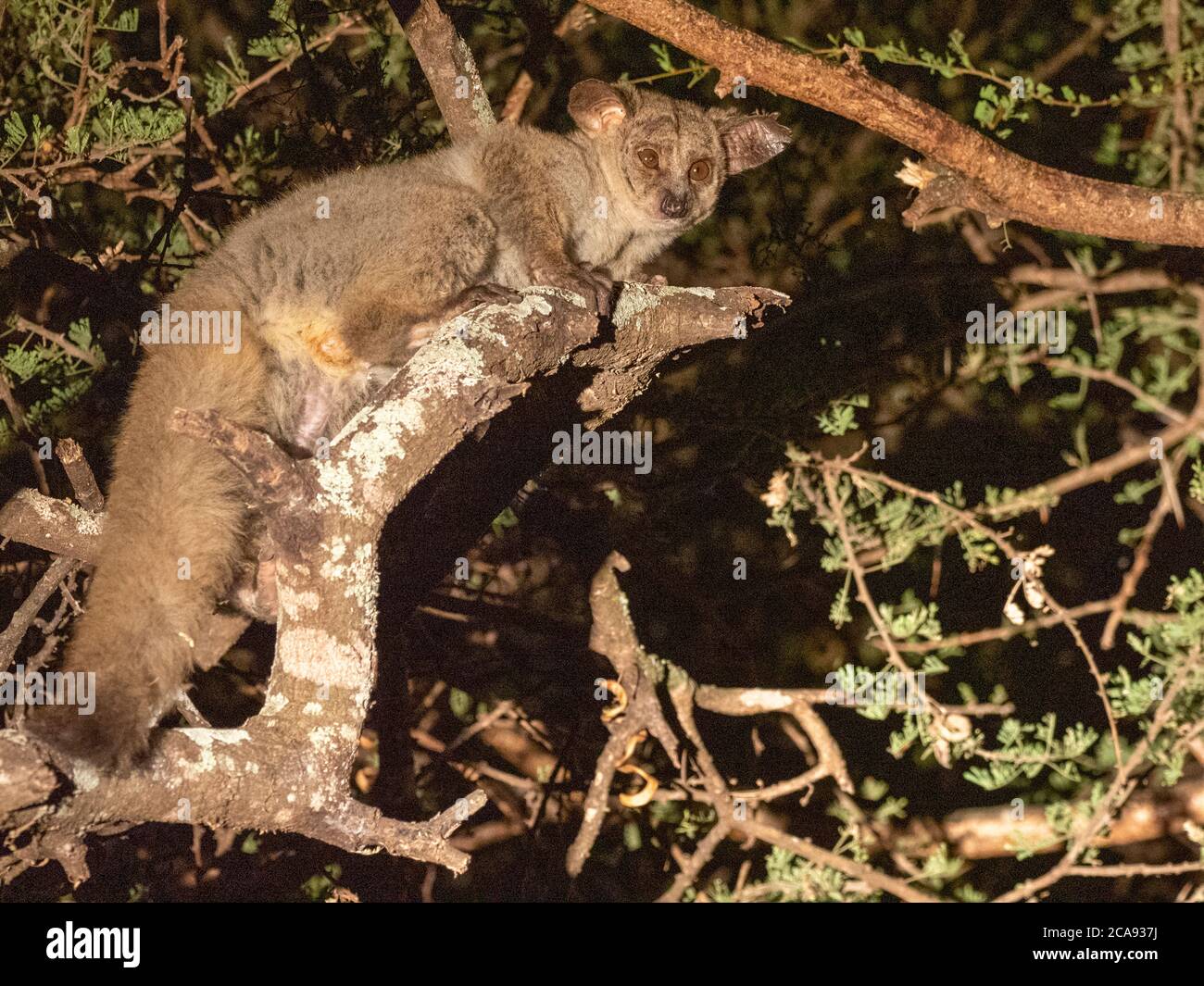 Adult brown greater galago (Otolemur crassicaudatus) at night in the ...