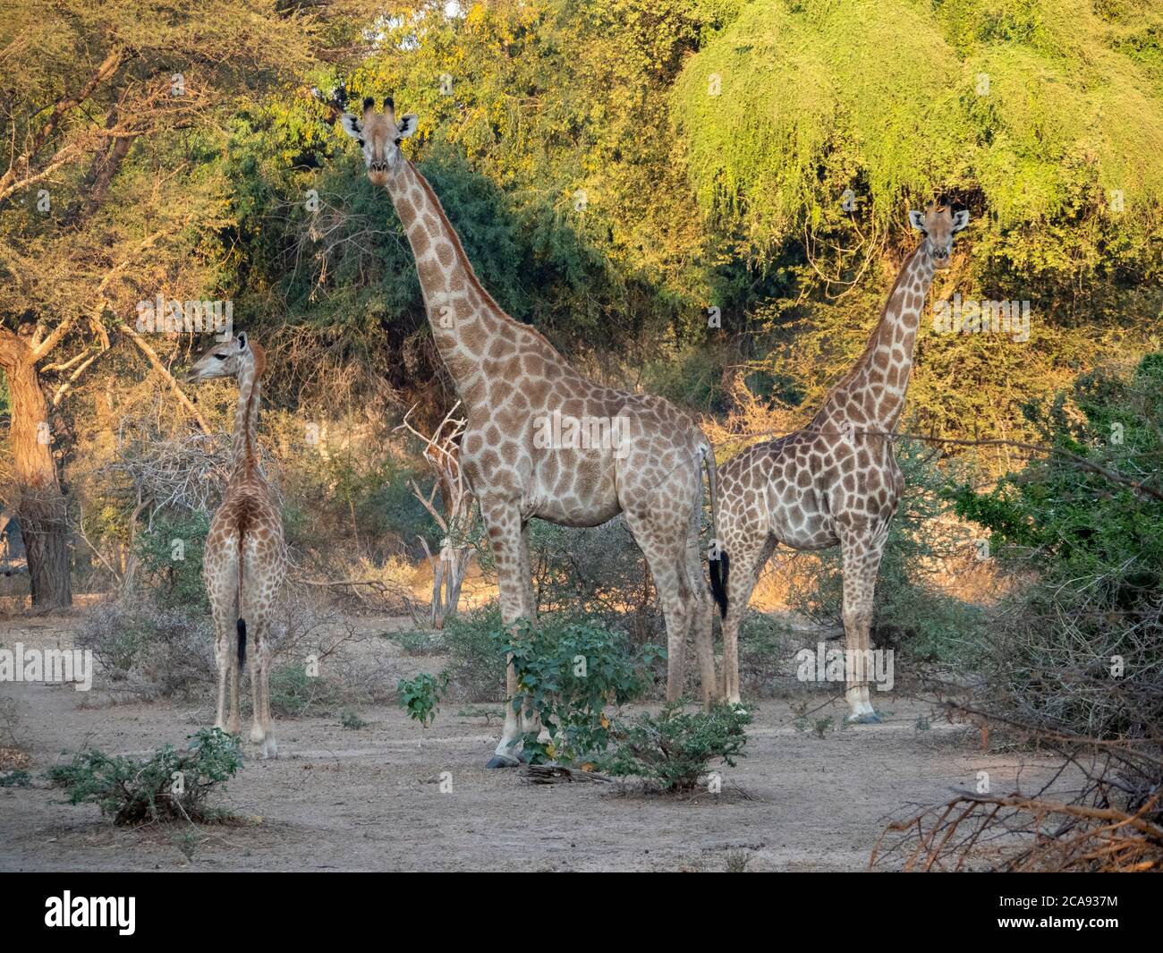 Cape giraffes (Giraffa camelopardalis giraffa), in the Save Valley ...