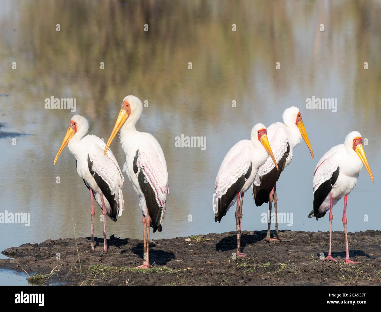 Storks standing in flowing river hi-res stock photography and images ...
