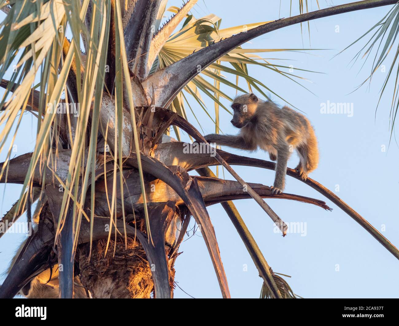A chacma baboon (Papio ursinus) climbing a palm tree, Hwange National ...