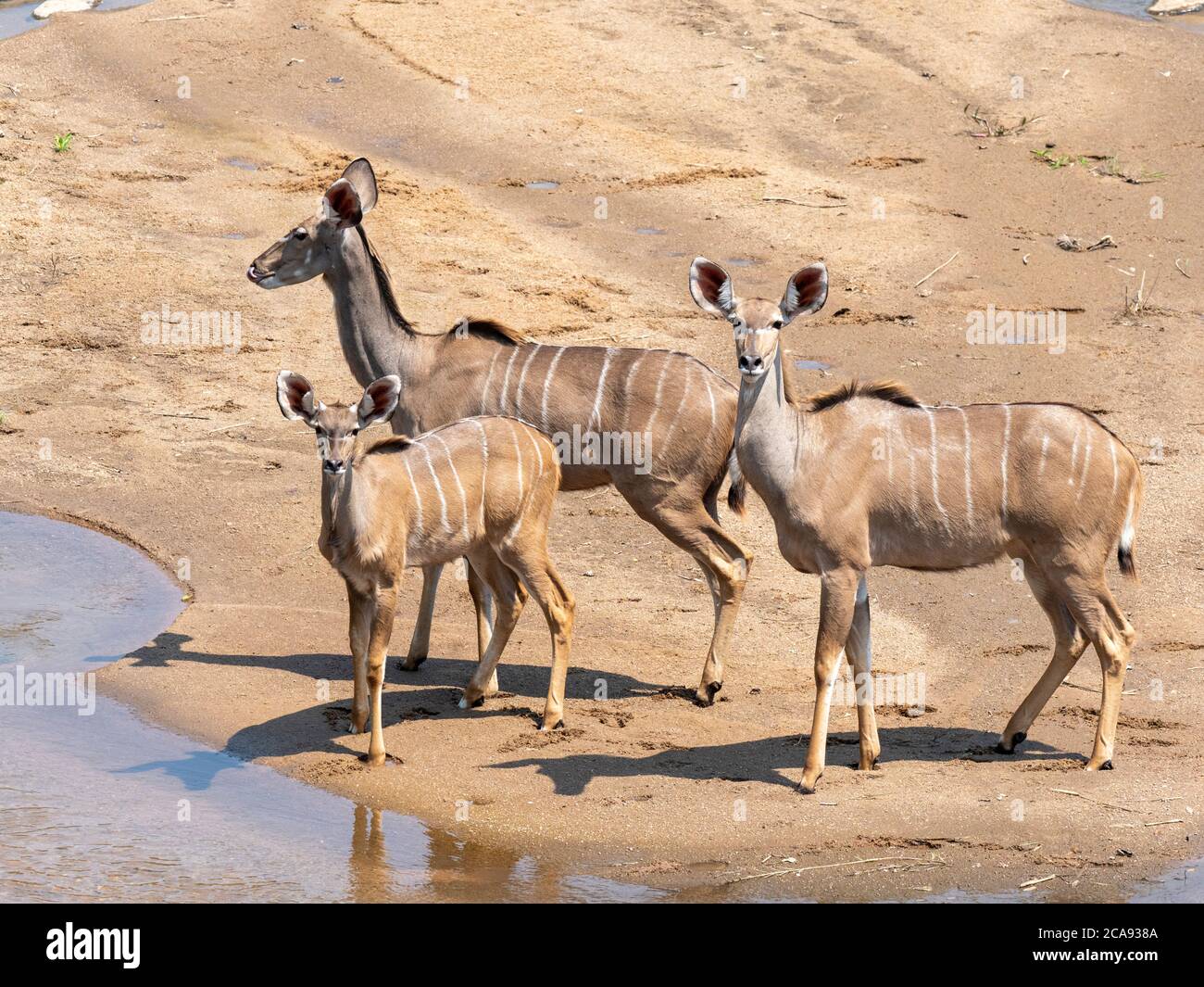 Adult female greater kudus (Tragelaphus strepsiceros), with young in ...