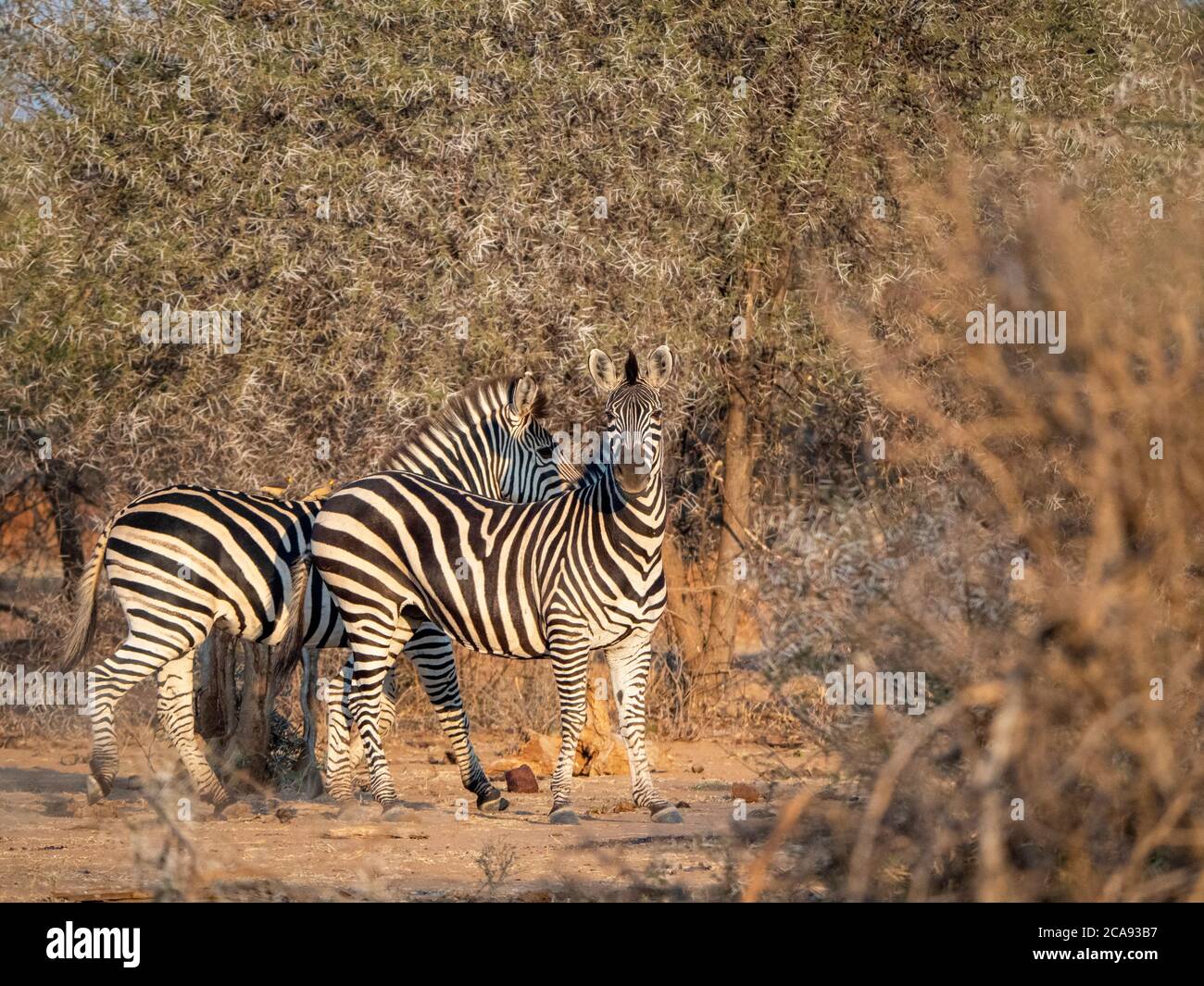 Adult plains zebras (Equus quagga), in Save Valley Conservancy ...