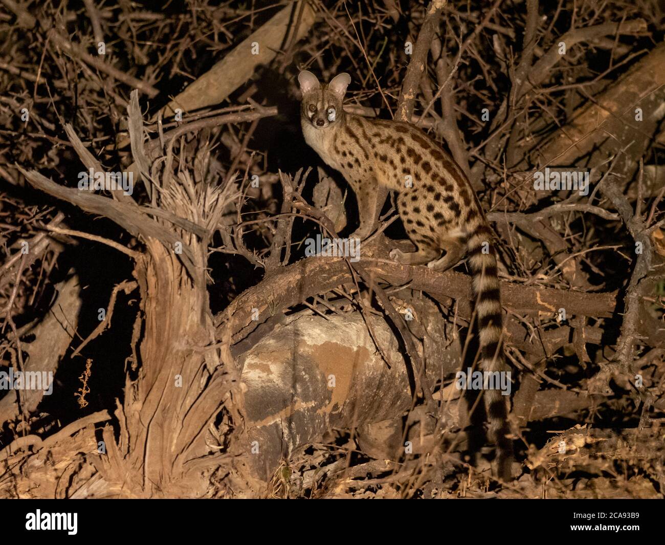 Adult rusty-spotted genet (Genetta maculata), at night in the Save ...
