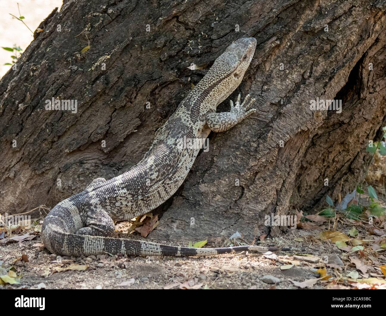 Adult white-throated savanna monitor (Varanus albigularis), climbing a ...