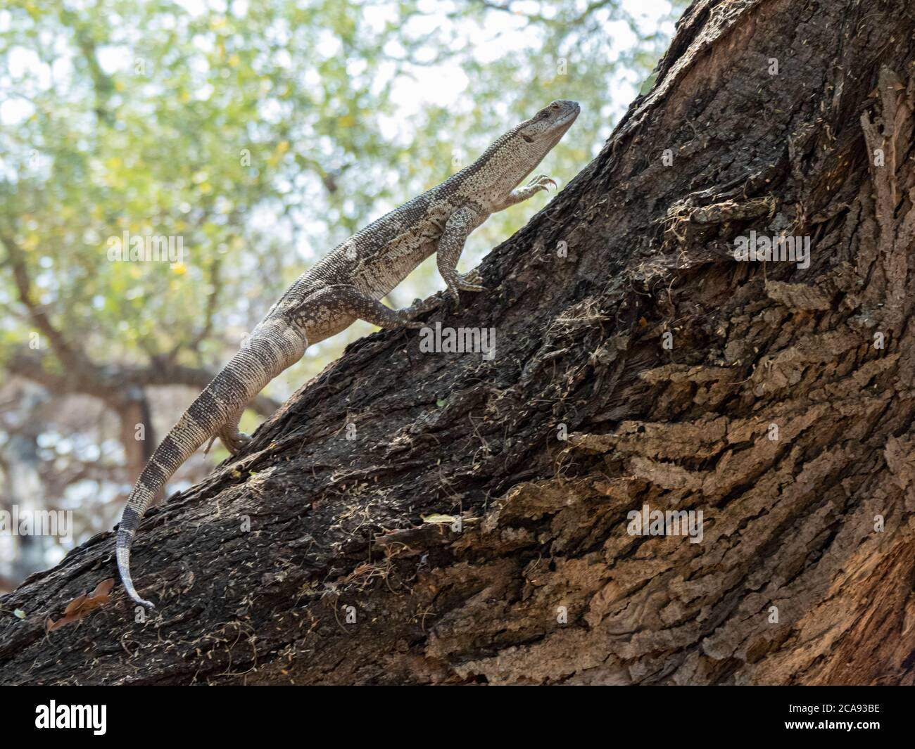 Adult white-throated savanna monitor (Varanus albigularis), climbing a ...