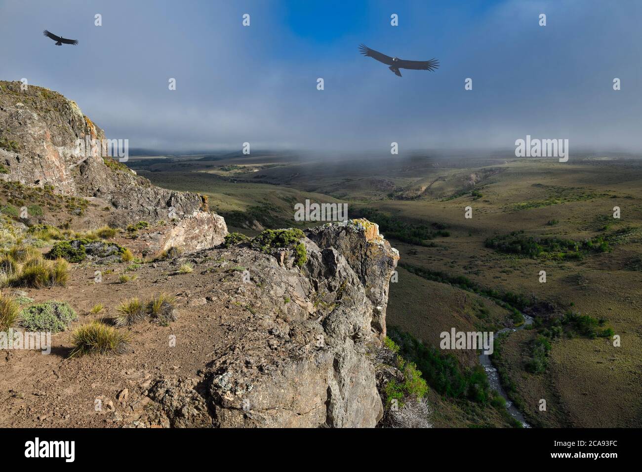 Andean condor vultur gryphus flying over high cliffs hi-res stock ...