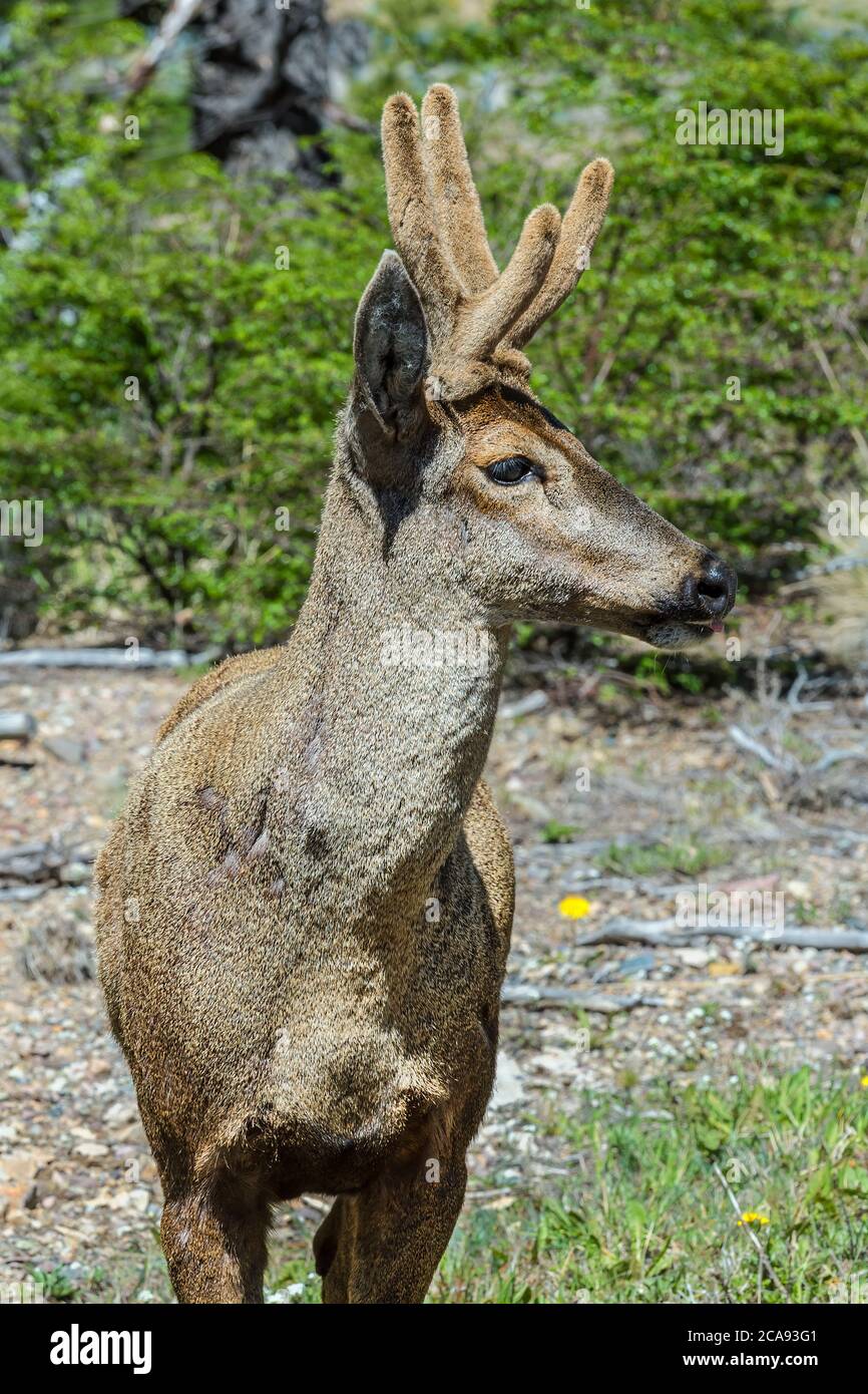 Male South Andean Deer (Hippocamelus bisulcus), Aysen Region, Patagonia ...