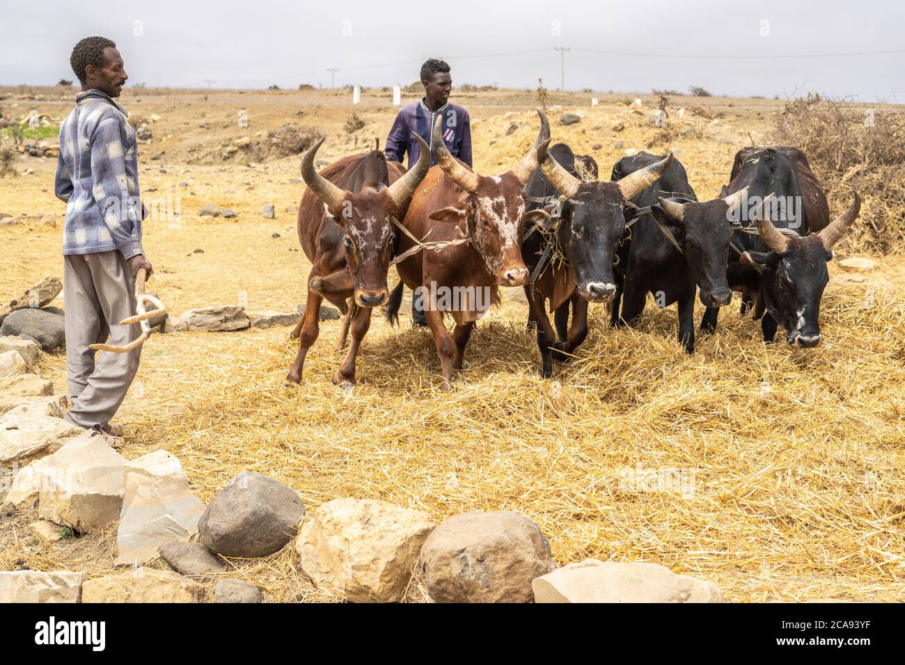 Herders with bulls, Gheralta Mountains, Hawzen, Tigray Region, Ethiopia ...