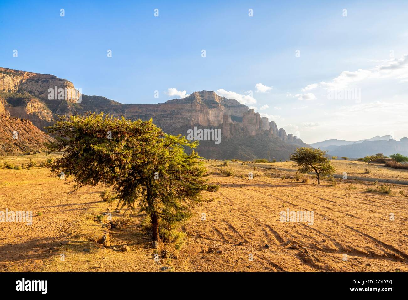 Lone trees in the dry land with Gheralta Mountains in background ...