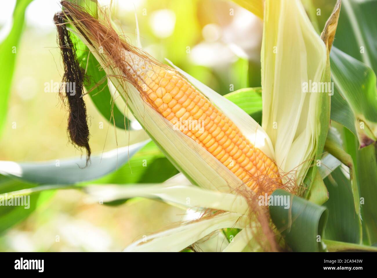 Ripe corn cob on tree wait for harvest in corn field agriculture ...