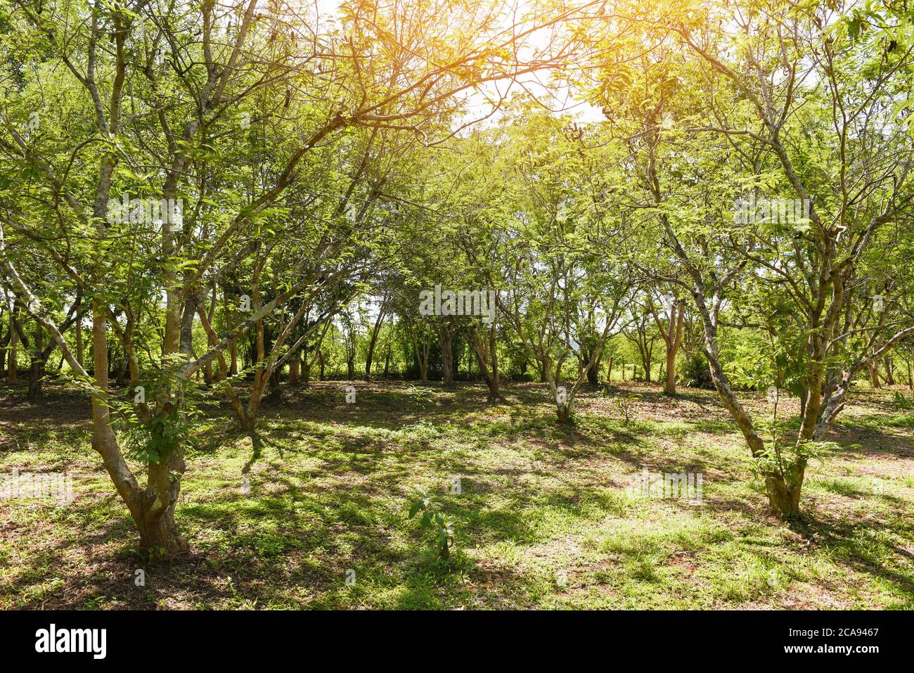 tamarind tree in the garden tropical fruit orchard Stock Photo - Alamy