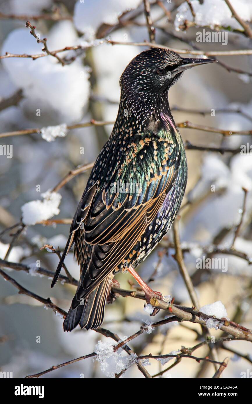 (Common) STARLING (Sturnus vulgaris) on hawthorn bush in snow, UK Stock ...